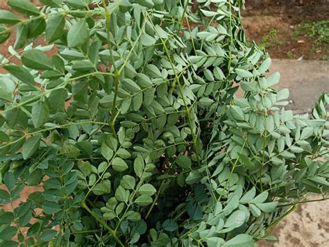 How To Grow Moringa Tree In Your Backyard A Complete Guide Ezmoringa