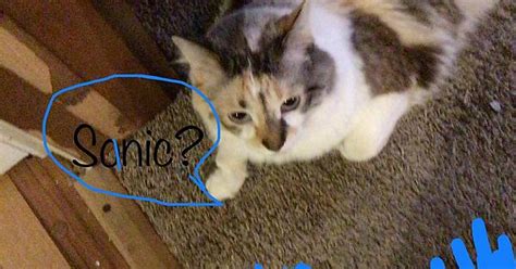 Sanic Album On Imgur