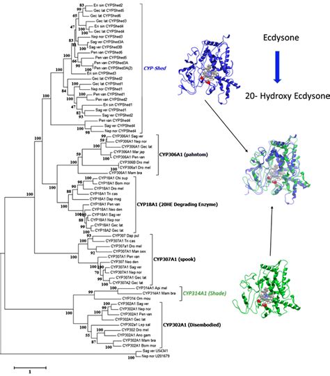 Phylogenetic Analysis Of Crustacean And Insect Halloween Genes