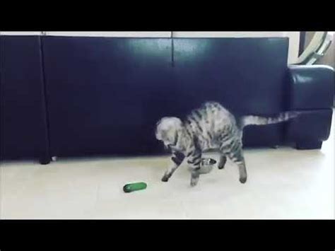 Cat Scared Of Pickle 🥒 🐱😂😂😂😂funny Video😂 Youtube