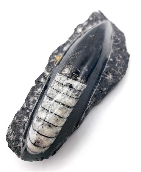 Orthoceras Fossil Polished Erfoud Morocco