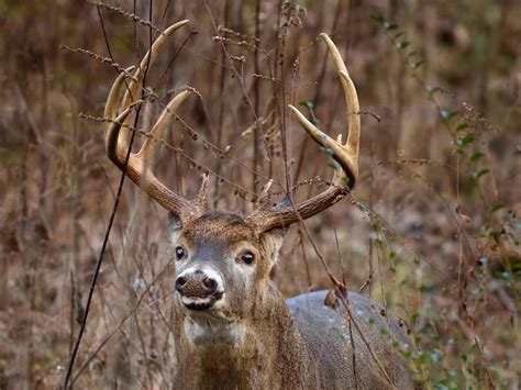 20 Things To Know About Deer Body Language And Behavior Realtree Camo