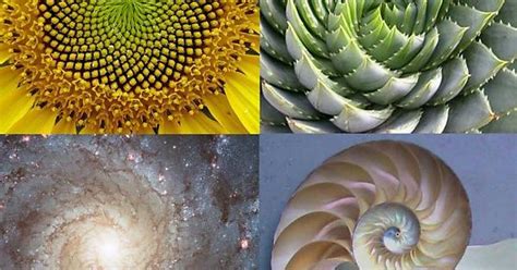 Nature Has A Graphing Calculator Album On Imgur