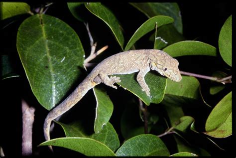 Eurydactylodes Agricolae Collections Online Museum Of New Zealand