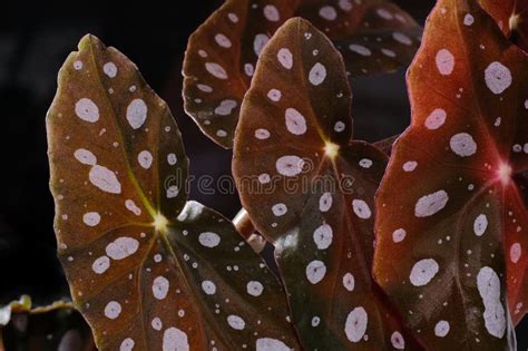 Begonia Maculata Plant On Black Background Trout Begonia Leaves With