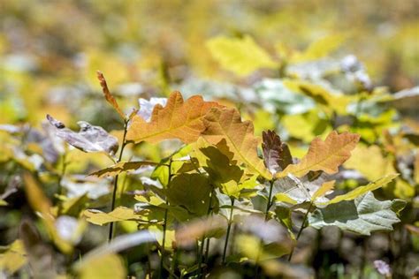 What Is Afforestation Energy Theory