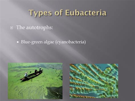 Domains Of Life Ppt Download