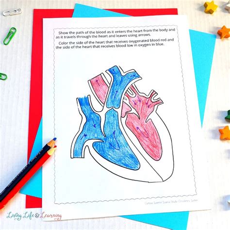 Circulatory System Coloring Pages 2025