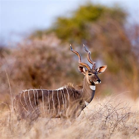 Lesser Kudu Hunting