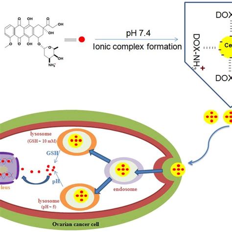 Schematic Diagram Of Ceo 2 Dox Nanoparticle Preparation Uptake In Download Scientific Diagram