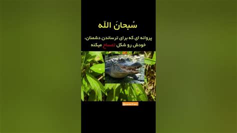 سبحان الله میم میمهایباحال خندارترین خندانندهشو میمایرانی میمهایباحال میمفارسی