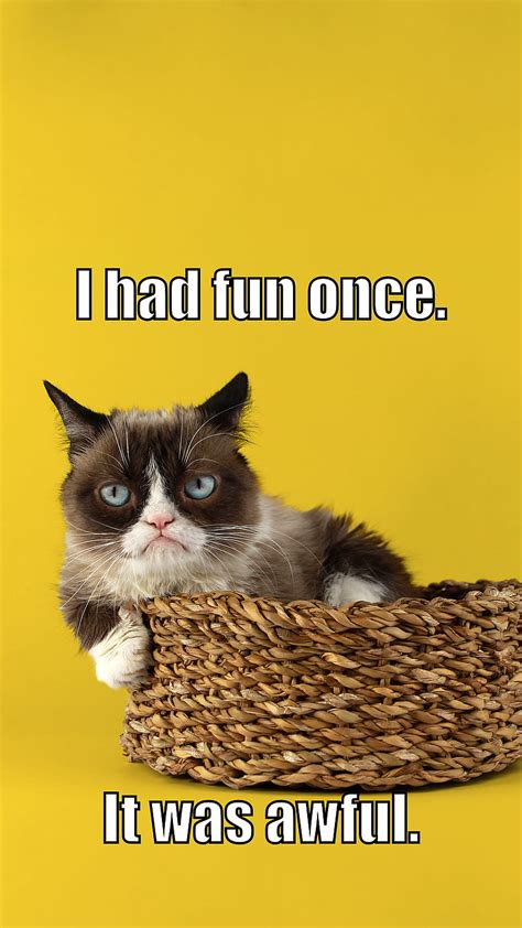 Angry Cat Meme I Had Fun Once