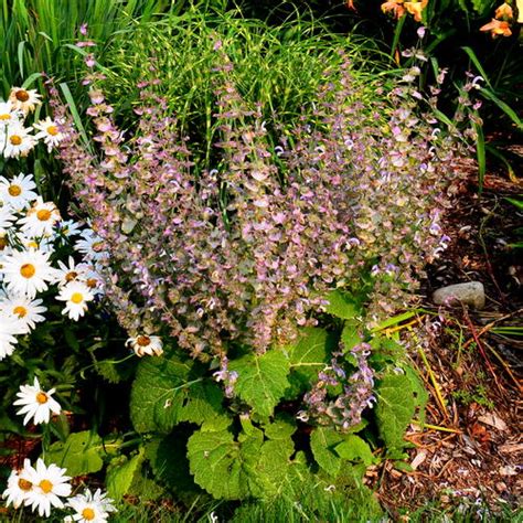 Salvia Sclarea V Turkestanica Clary Sage
