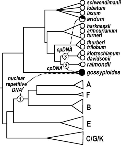 Hybridization And Introgression In New World Cottons Through Two