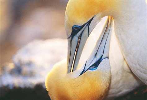 Gannets New Zealand Geographic
