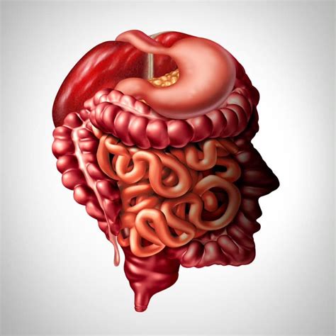 Cephalic Stage The Key To Your Optimal Digestion
