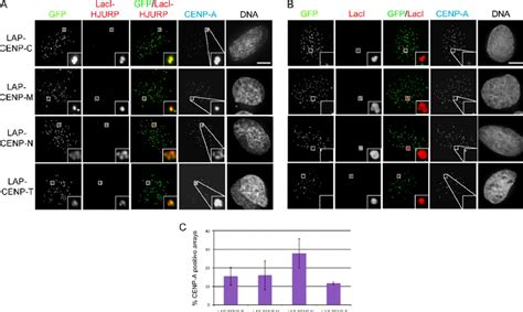 Hjurp Deposited Cenp A Recruits Constitutive Centromere Proteins A