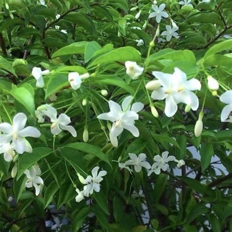 Vietnamese Wrightia Religiosa Pokok Jeliti Pokok Anting Putri Live