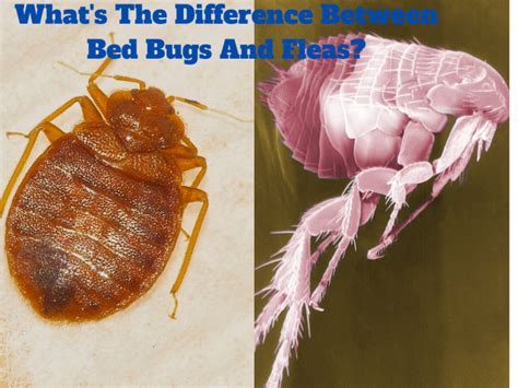 Whats The Difference Between Bed Bugs And Fleas Termites Advice