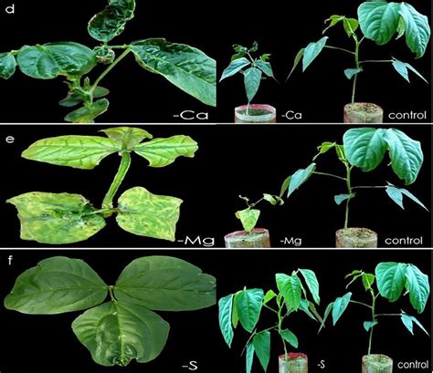 Symptoms Of Nitrogen A Phosphorus B Potassium C Calcium D