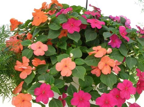 Impatiens Baskets Parks Brothers Farm Inc