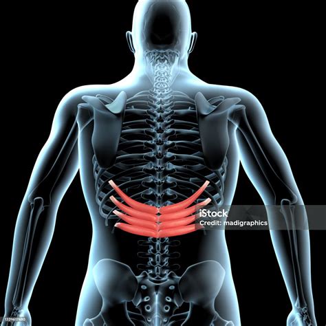3d Illustration Of The Serratus Posterior Inferior Muscles Anatomical