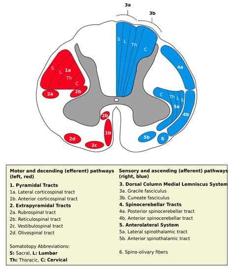 Spinothalamic Tracts Facts Location Types Roles And Summary