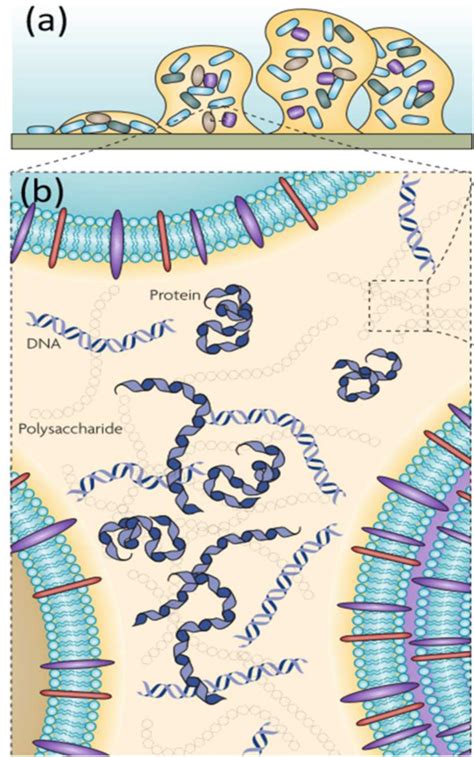 Figure 1 From Extracellular Polymeric Substances And Biocorrosionbiofouling Recent Advances