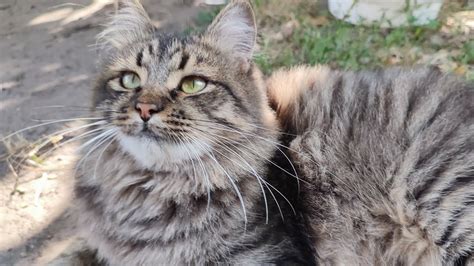 Наша невероятная Тобби Youtube