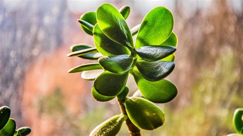 Денежное дерево нельзя сажать в такие горшки: зачахнет на глазах