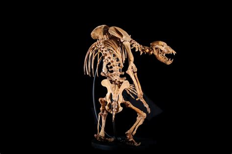 Cave Bear 2 — Ice Age Museum