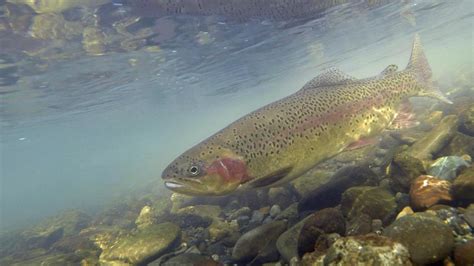Spring Fed Rivers Cold Waters And Trout Uc Davis