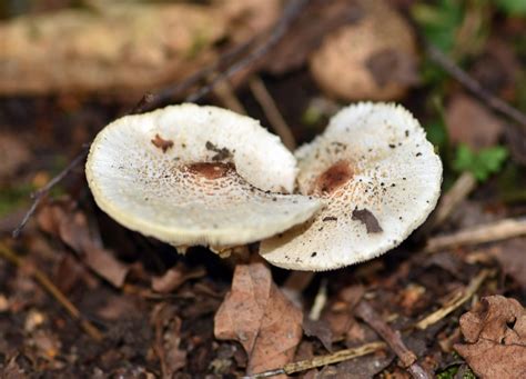 Stinking Dapperling Naturespot