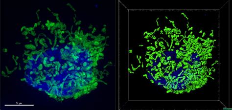 advanced microscopy core gallery md anderson cancer center
