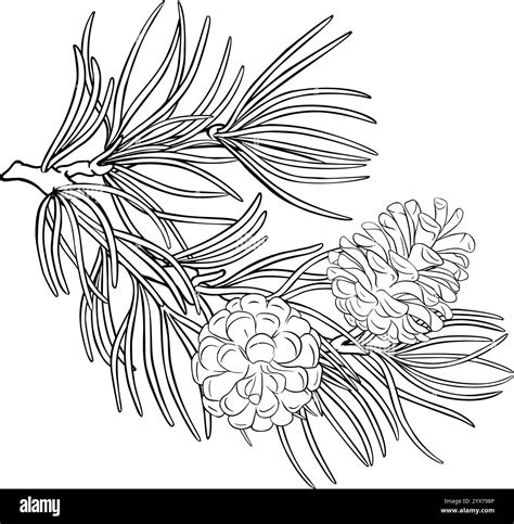 Pine Branch Isolated Outline Illustration Stock Vector Image And Art Alamy