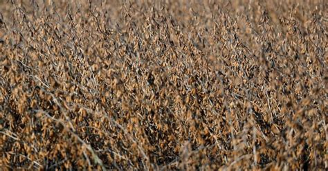 Agregado Usda En Argentina Estima Cosecha Soja 2021 Del País En 475