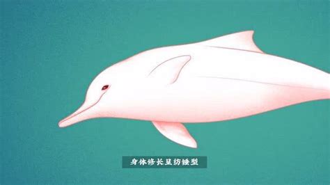 《一分钟带你认识中华白海豚》高清1080p在线观看平台腾讯视频