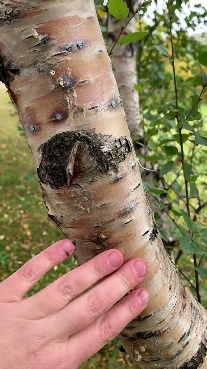 Touching These Paperbark Trees Is Such A Beautiful Sensory Experience Youtube