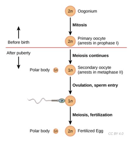 Biology Chapter 8 Developmental Biology Flashcards Quizlet