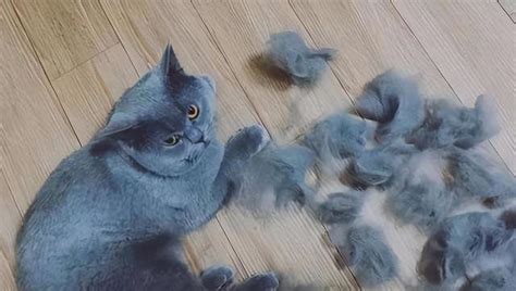 猫咪掉毛那么严重，该不会是生病了吧？了解原因方能及时补救