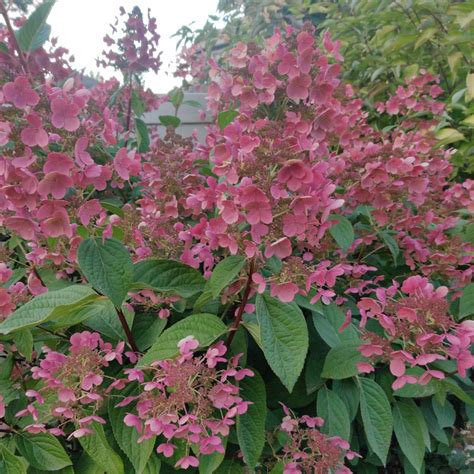 What Are The Bugs On My Panicle Hydrangea 🐛