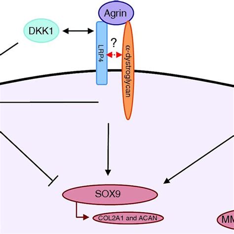 Agrin And Lrp4 Are Central To A Chondrogenic Signalling Network Agrin Download Scientific