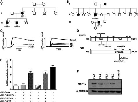 Excessive Bleeding And Platelet Dense Granule Secretion Defects Are