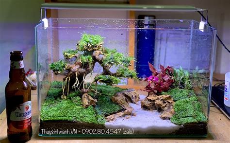Hồ Thuỷ Sinh Mini Mẫu Tx 011 Shop Thủy Sinh Xanh