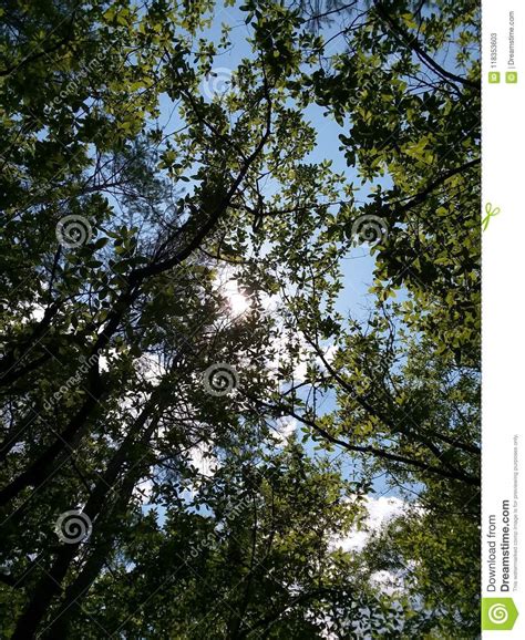 Tree Canopy Stock Image Image Of Canopy Tree Leaves 118353603
