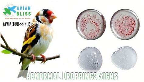 Finch Unusual Droppings Symptoms Key Signs You Should Never Ignore