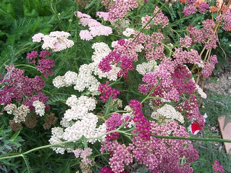 Yarrow Achillea Achillea Varieties Dartmouth House 2007… Flickr