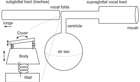 Schematic Depicition Of The Vocal Tract Model With Air Sac And The Download Scientific Diagram
