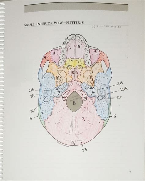 Skull Inferior View Diagram Quizlet