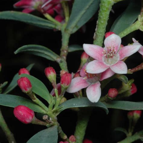 Long Leaf Wax Flower Eriostemon Myoporoides Plant Care And How To Grow